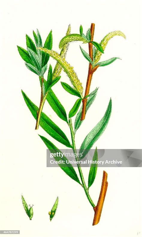 Salix Alba Var Vitellina Golden Willow News Photo Getty Images