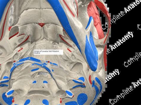 Origin Of Levator Veli Palatini Muscle Complete Anatomy