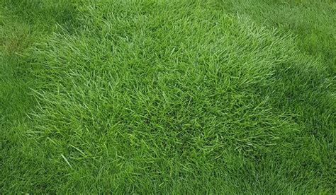 Tall Fescue Grass