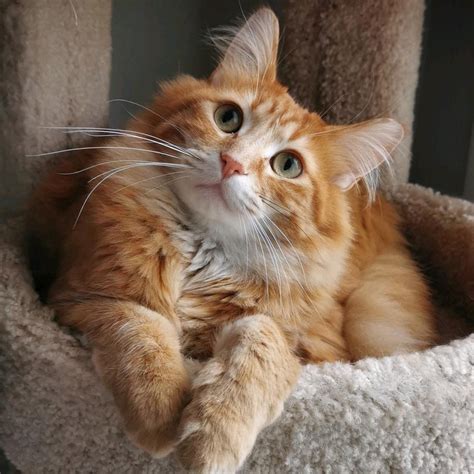 Living The Cat Life 🐱 Catlovers Purrfectlyadorable Catsofinstagramusa Bap Cat Facebook