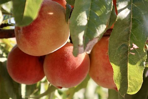 Growing Bush Genetic Dwarf Peach Trees In Pots