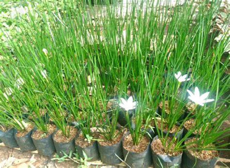 Siopen Hss Cahaya Bersama Sejahtera Bibit Bunga Kucai