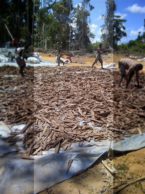 Massoia Bark Scent Indonesia