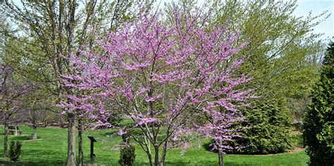 Top Ten Ohio Native Trees To Plant In Your Home Landscape