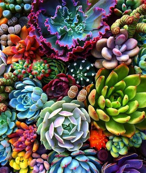 Succulent Plants Wallpapers Top Free Succulent Plants Backgrounds