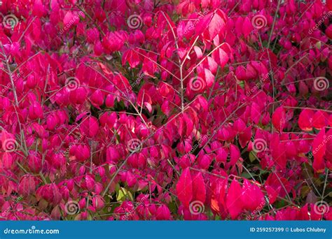Bright Red Autumn Leaves Of Ornamental Shrub Euonymus Alatus Compactus