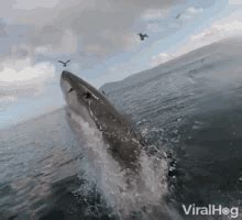 Animated  Shark S Tenor