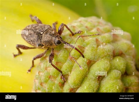 Acorn Weevil Curculio Glandium On Acorn The National Forest