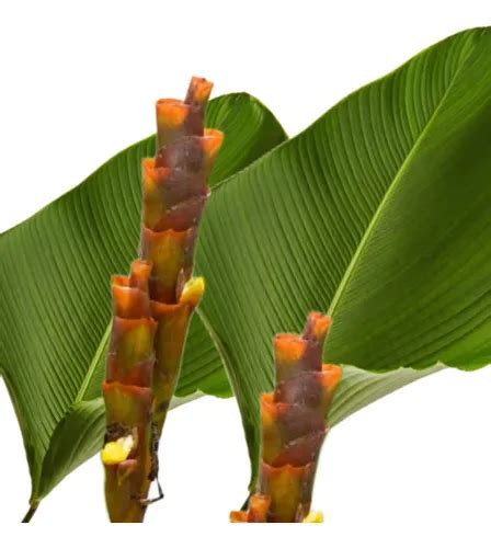 Bulbos De Charuto Planta Maranta {15un} Parcelamento Sem Juros