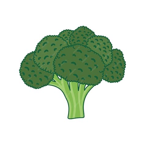 Premium Vector Broccoli Vector Illustration Cartoon Broccoli