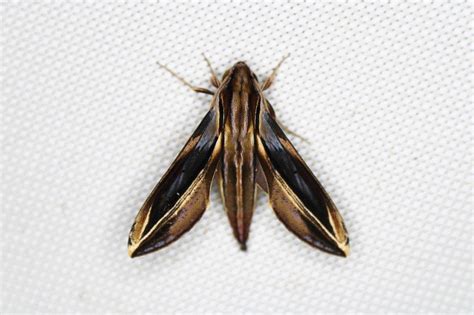 Moths Of Costa Rica