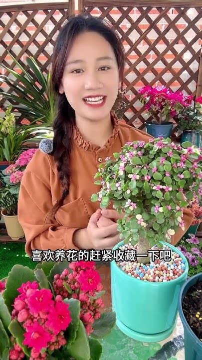 学会这一招，家里的花 Youtube