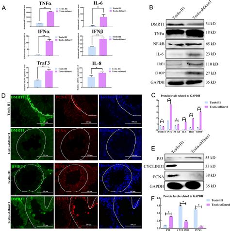 Knockdown Dmrt1 Induced Apoptosis And Reduced Proliferation Of Mgscs A