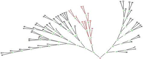 Grouping Of Genotypes By A Upgma Dendrogram Constructed Based On Neis