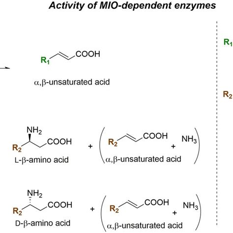 The Fluorescent Coupled Enzyme Assay For Pal Activity Assessments