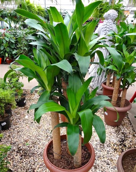 Características E Cultivo Da Dracena Dracaena Fragrans Plantasonya