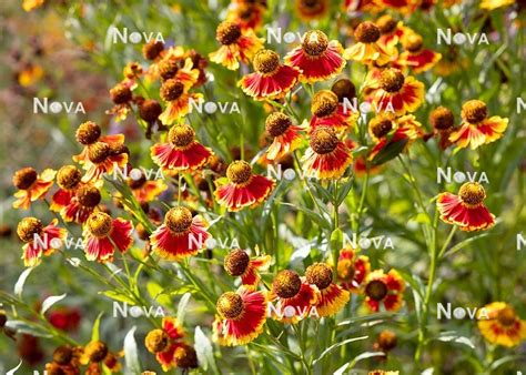 N0932266 Helenium Biedermeier