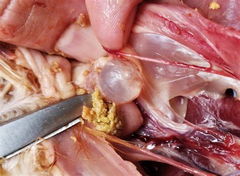 Hydro Salpingitis Veterinaria Digital