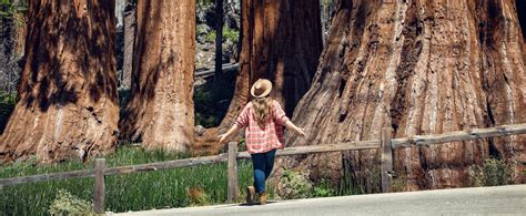Mariposa Grove Of Giant Sequoias Visitors Guide Yosemite — Flying