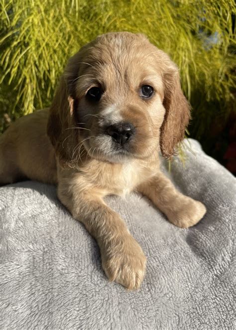 Cocker Spaniel Puppies For Sale Melbourne Vic K9 Breeders