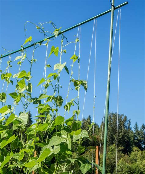14 Vegetable Trellis Ideas To Maximize Your Garden Harvest Gardening