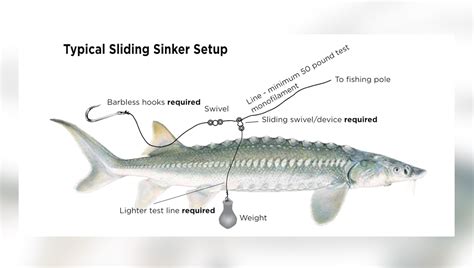You Cant Remove Sturgeon From Rivers In Idaho Kifi