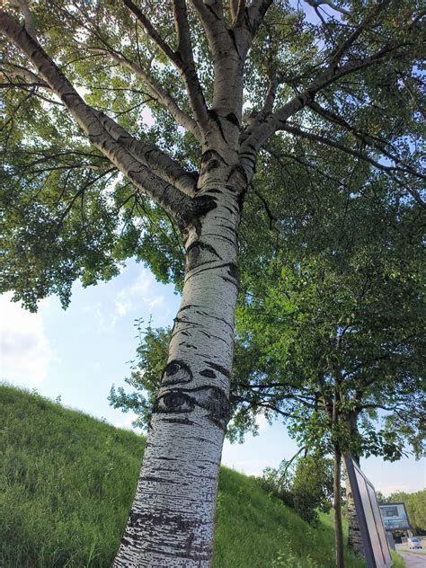 I Know These Are Normal Trees But The Eyes Are Just So Unsettling Roddlyterrifying
