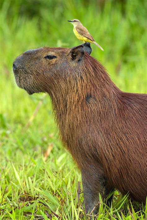 Capybara With Bird On Head In Pantanal Wildlife Photo