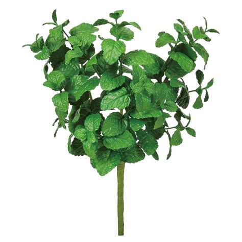 ミントブッシュ｜商品案内｜株式会社アスカ商会