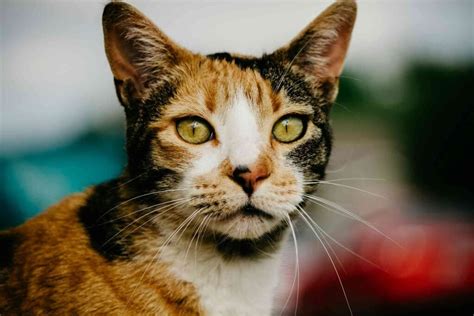 Cat Colors Explained The Definitive Guide All Pet Perks
