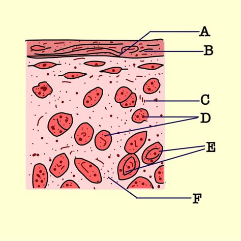 Components Of Hyaline Cartilage At Henry Gale Blog