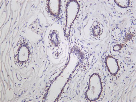 Eea1 Rabbit Monoclonal Antibody Full Moon Biosystems
