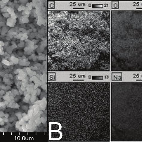 Sem Image Of Natural Hydroxyapatite Surface A Chemical Elements