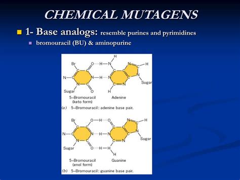 Ppt Mutation Powerpoint Presentation Free Download Id4652618