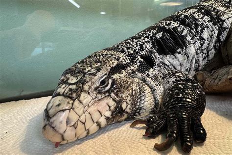 Man Finds Large Tegu Lizard Buried Beneath 20 Inches Of Snow While