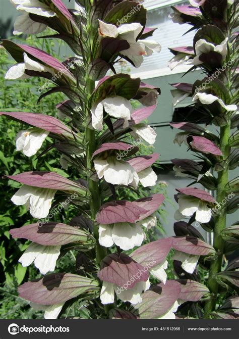 Acanthus Flower