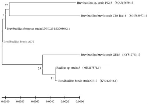 Brevibacillus Brevis Adt And Application Thereof Eureka Patsnap