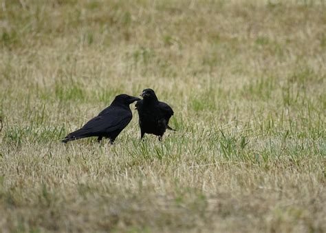 Crows Birds Perched Free Photo On Pixabay Pixabay