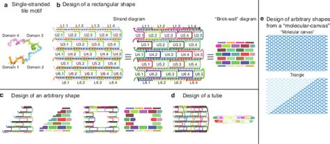 Self Assembly Of Complex Two Dimensional Shapes From Single Stranded