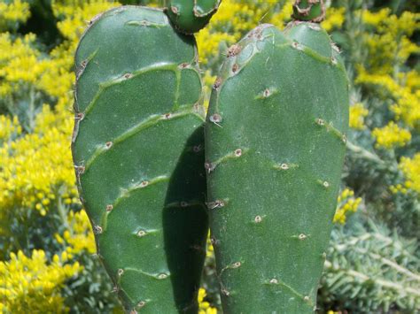 Opuntia Tuna L Mill Plants Of The World Online Kew Science