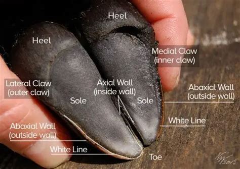 Sheep Hooves Color