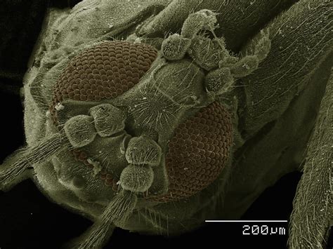 Lateral View Of A Gnat Diptera Imaged In A Scanning Electron