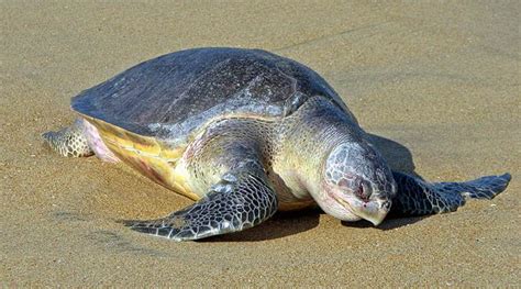 More Than Six Lakh Endangered Olive Ridley Turtles Arrive At Gahirmatha