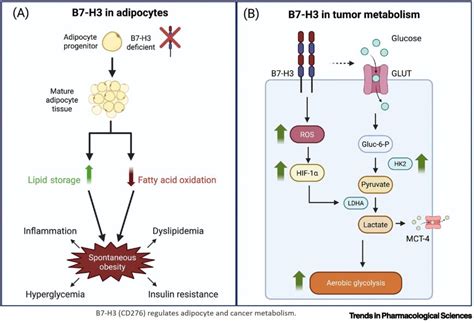 The B7 H3 Cd276 Pathway Sciencemission