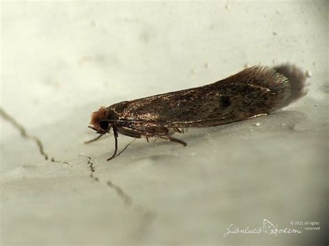 Tinea Pellionella