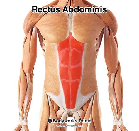 Rectus Abdominis Muscle Anatomy Bodyworks Prime