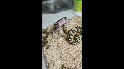 Ball Python Eating A Mouse Youtube