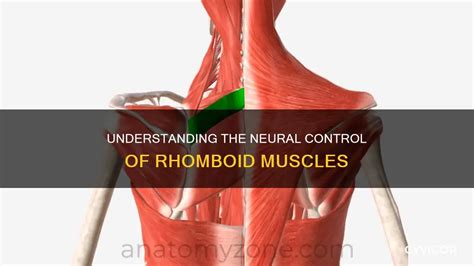 Understanding The Neural Control Of Rhomboid Muscles Cyvigor
