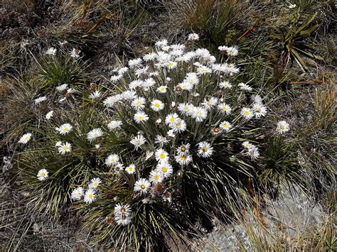 Larch Leaved Daisy Celmisia Laricifolia Nz Native Plants