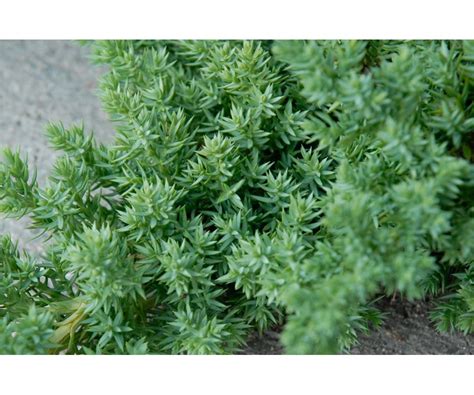 Colorado Springs Utilities Xeriscaping Dwarf Creeping Juniper